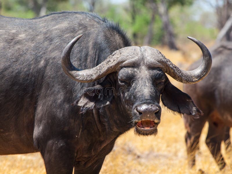 African buffalo front view stock image. Image of national - 63215053