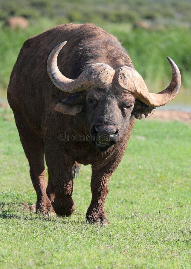 Angry Buffalo stock photo. Image of threatening, mammal - 35492202