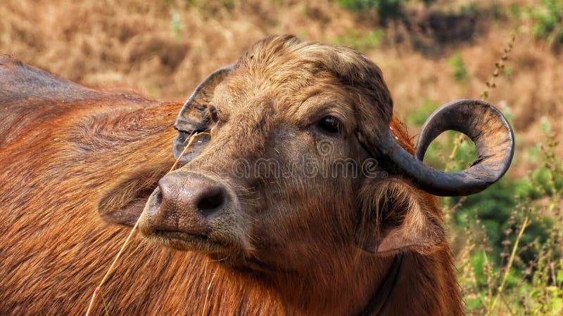 Angry Buffalo Face