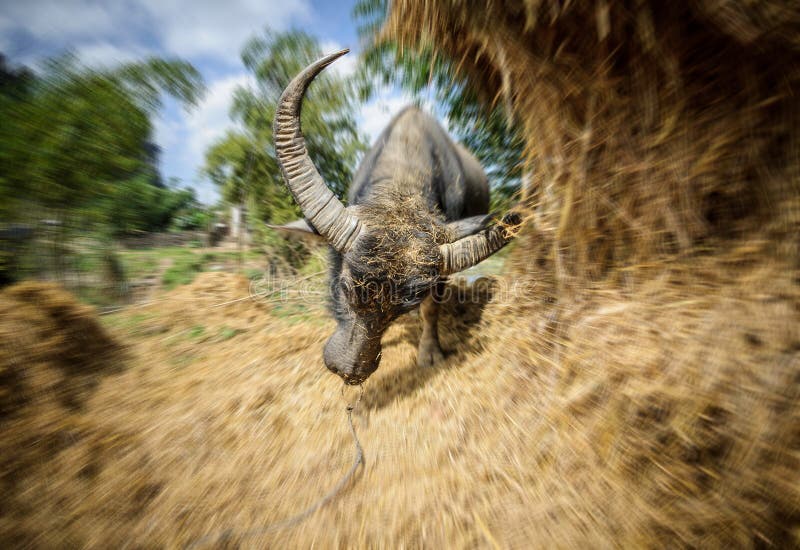 Angry Buffalo stock photo. Image of threatening, mammal - 35492202