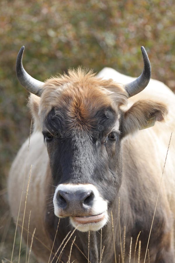 Angry bull stock image. Image of angry, nature, dangerous - 21726297