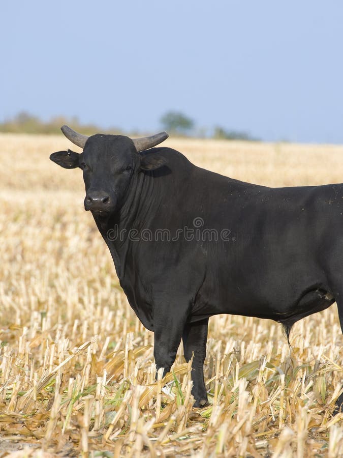 Angry Bull stock photo. Image of cattle, steer, bovine - 26901514
