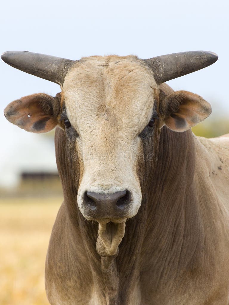 12,590 Angry Cow Stock Photos - Free & Royalty-Free Stock Photos from ...