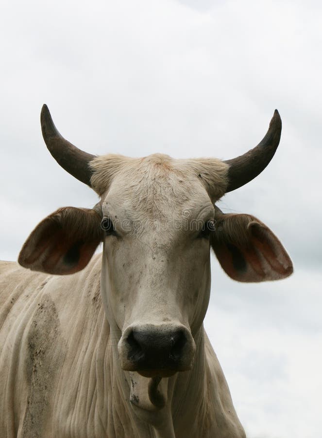 Angry Bull stock photo. Image of horns, face, animal, cattle - 4000728
