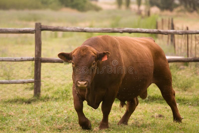 Angry bull stock photo. Image of charging, meadow, animal - 6987660