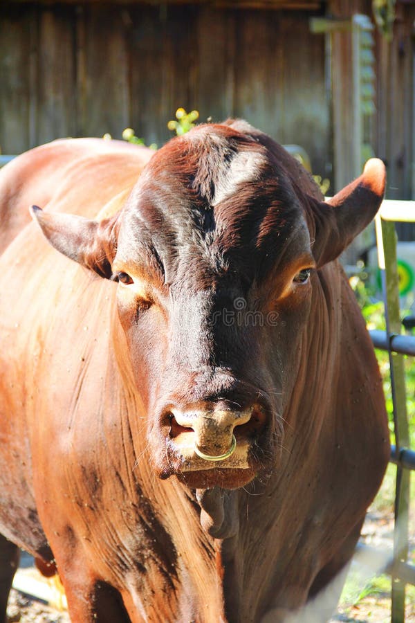 Angry Bull stock image. Image of lose, rugged, risk, strength - 12212785