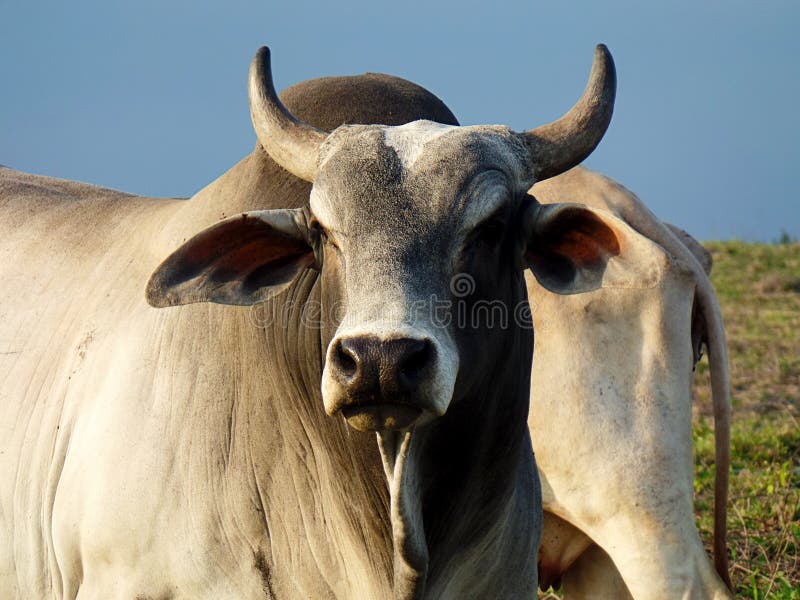 14,577 Angry Bull Stock Photos - Free & Royalty-Free Stock Photos from ...