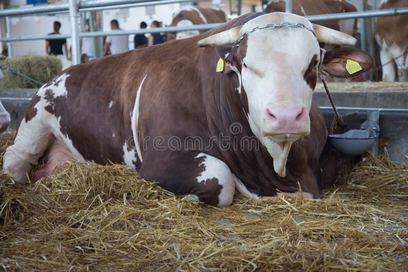 Angry bull looking stock photo. Image of white, angry - 92870268