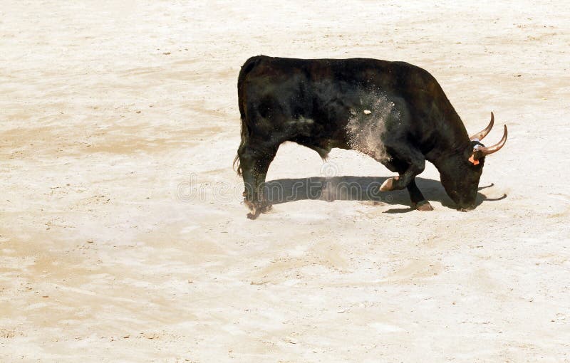 Angry Bull Shoving Sand stock photo. Image of sand, pointy - 21263200