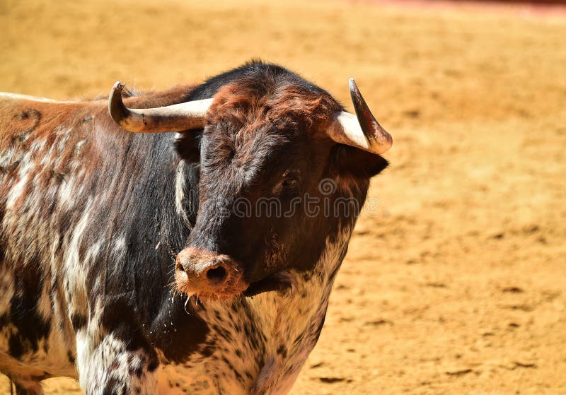 Angry Bull in Spain with Big Horns Stock Photo - Image of spain, horned ...