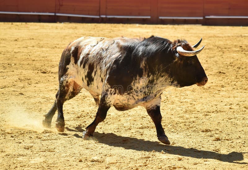 Angry Bull in Spain with Big Horns Stock Image - Image of bull, bravery ...