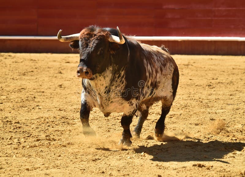 Angry Bull Running in Spanish Bullring Stock Photo - Image of fighting ...