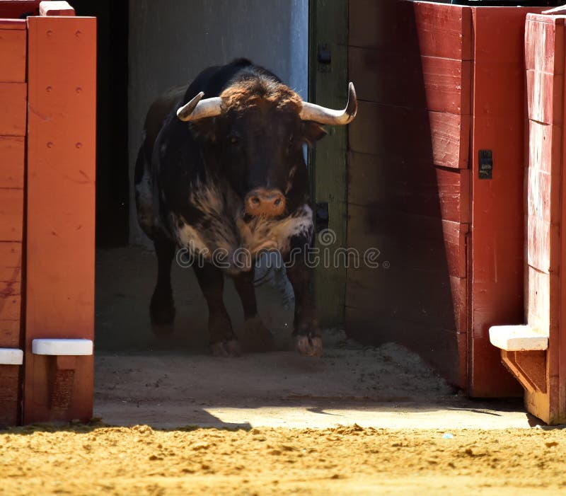 Angry Bull in Spain with Big Horns Stock Photo - Image of bullring ...