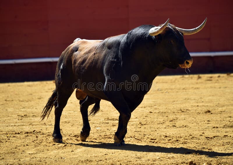 Angry Bull in Spain with Big Horns Stock Image - Image of brave ...