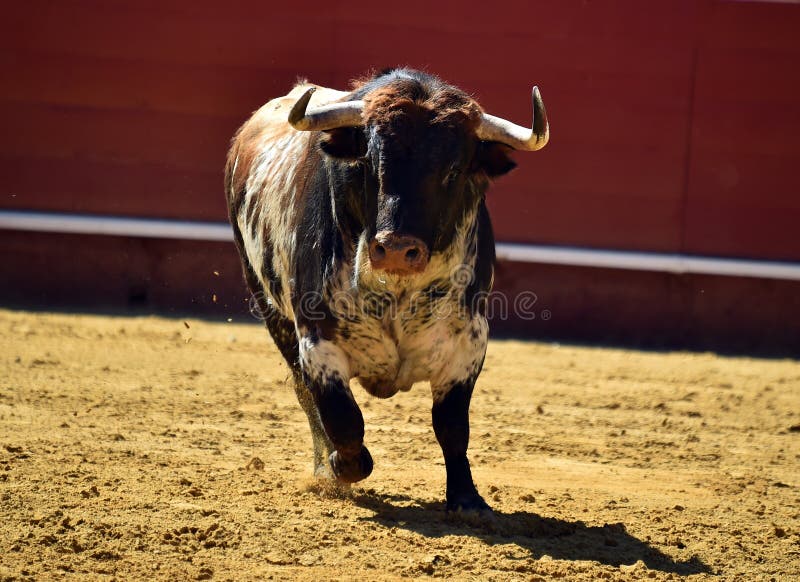 Angry Bull in Spain with Big Horns Stock Image - Image of bullfighting ...