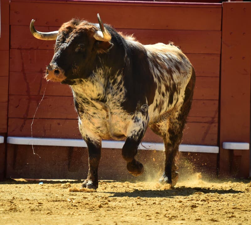 Angry Bull in Spain with Big Horns Stock Image - Image of spain ...