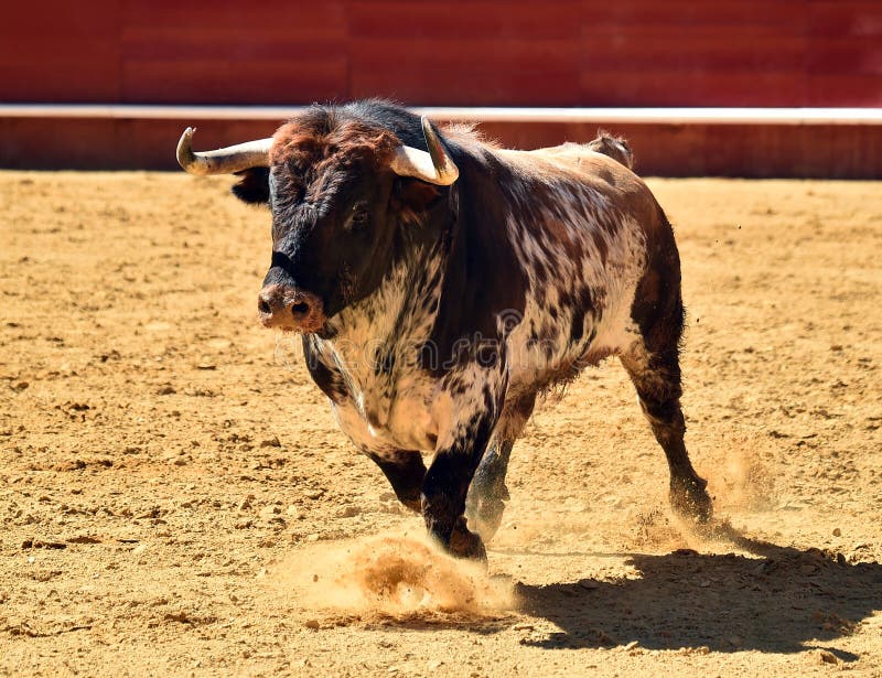 Angry Bull in Spain with Big Horns Stock Image - Image of traditional ...