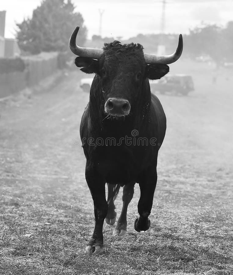 Angry Bull stock image. Image of black, emotion, culture - 133506351