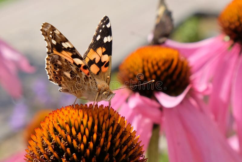 169 Angry Butterfly Stock Photos - Free & Royalty-Free Stock Photos ...
