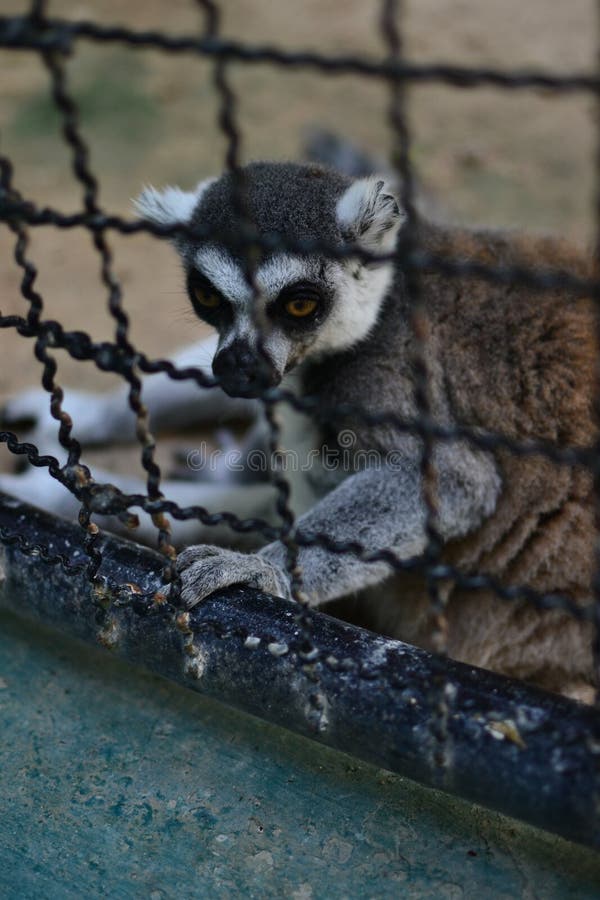 Angry lemur closeup stock image. Image of ring, wildlife - 54938665
