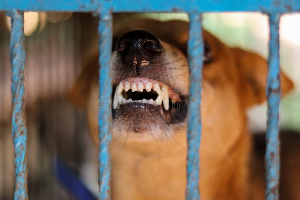 Angry Caged Dog. Aggressive Dog in the Cage. Selective Focus Stock ...