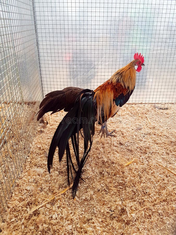 An Angry Caged Rooster Chicken Behind Fence Stock Image - Image of ...