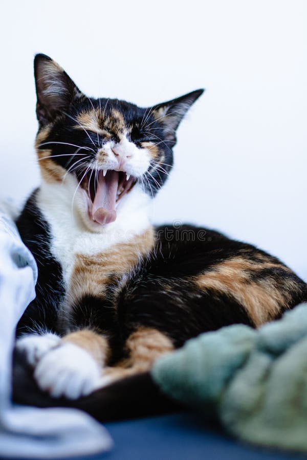 Angry Calico Cat Sitting at Home, Vertical Shot Stock Photo - Image of ...