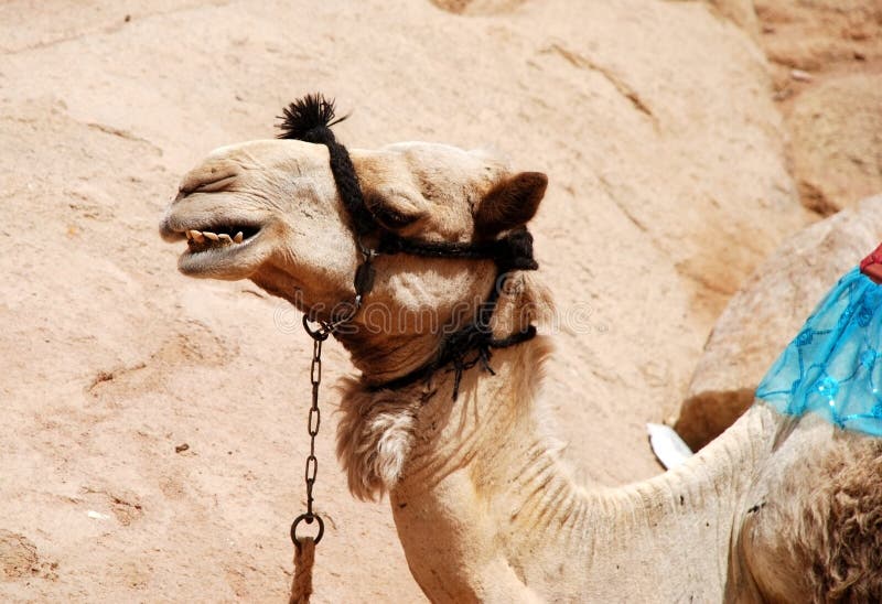 Angry camel stock photo. Image of head, grass, fauna - 17184582