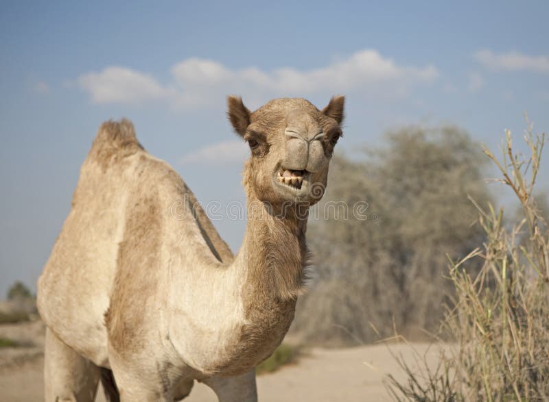 Smile Camel! stock photo. Image of ears, rock, landscape - 150610