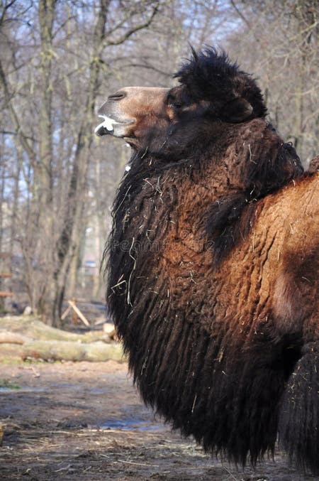 Angry camel stock photo. Image of mammal, wildlife, animal - 23888464