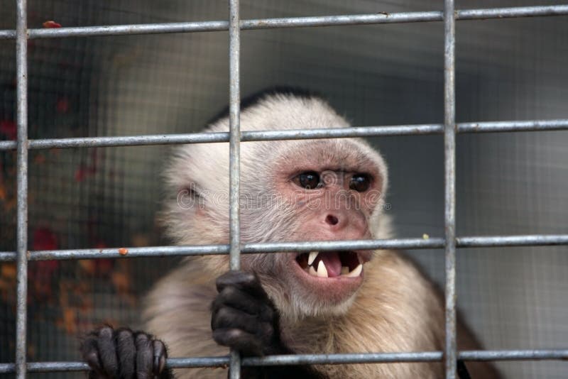 Angry capuchin monkey stock image. Image of white, cebus - 18576479