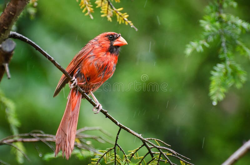 Angry Cardinal in the Rain stock photo. Image of perched - 21442792