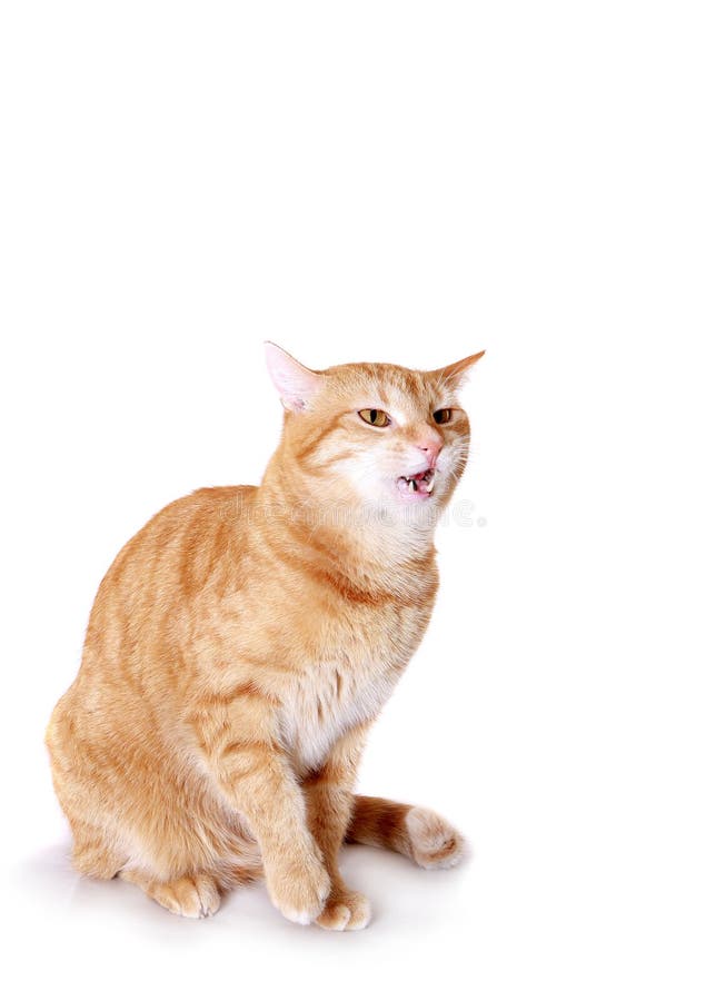 1,091 Angry Ginger Cat Stock Photos - Free & Royalty-Free Stock Photos ...