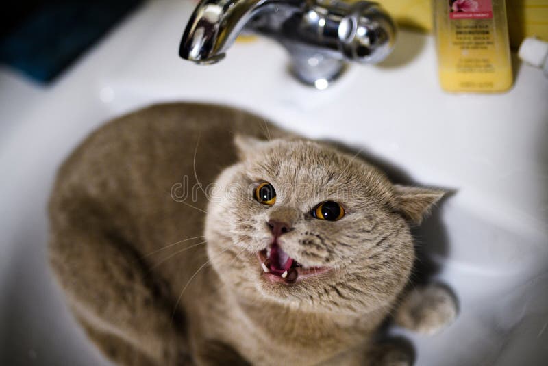Angry cat stock photo. Image of domestic, face, furious - 156064454