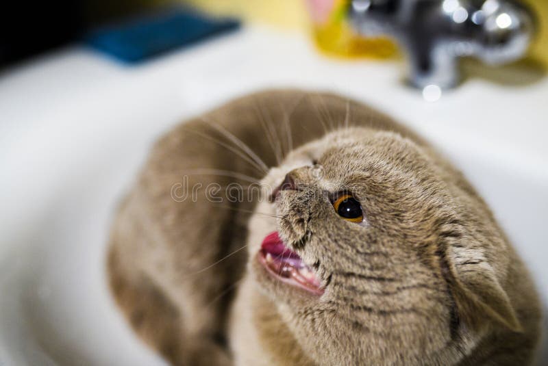 Angry cat stock image. Image of teeth, face, scared - 156064593