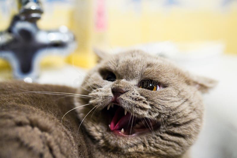 Angry cat stock image. Image of aggressive, looking - 156064851