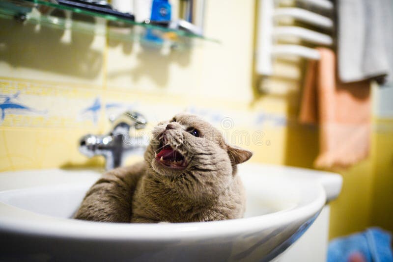 Angry cat stock image. Image of head, background, feline - 156065121