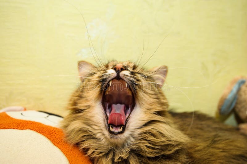 Angry cat stock photo. Image of planet, curious, nice - 164885252