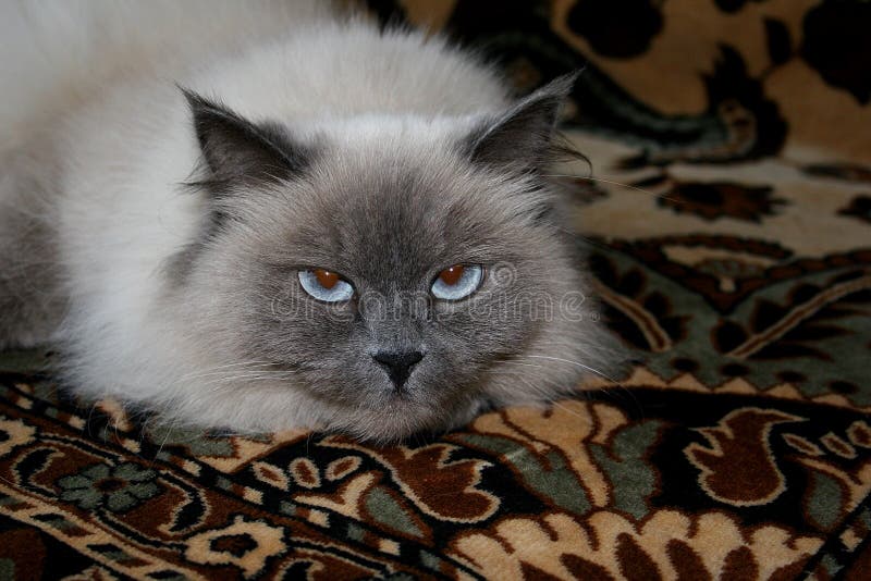 4,551 Angry Gray Cat Stock Photos - Free & Royalty-Free Stock Photos ...