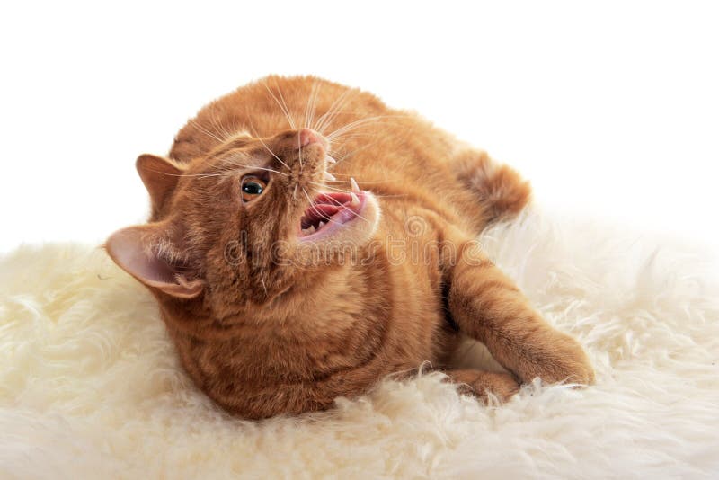 Aggressive ginger cat stock photo. Image of hand, background - 23828512