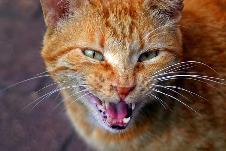 1,975 Snarling Cat Stock Photos - Free & Royalty-Free Stock Photos from ...