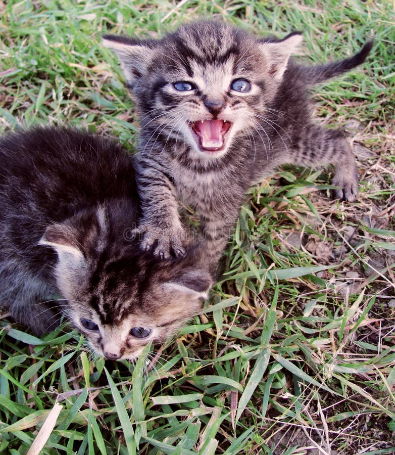 Angry cat stock photo. Image of detail, angry, looking - 21878996