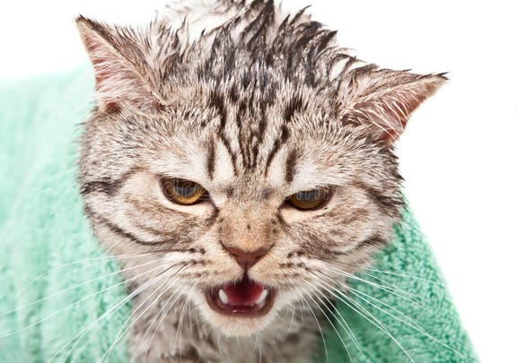 831 Wet Angry Cat Clipart Stock Photos - Free & Royalty-Free Stock ...