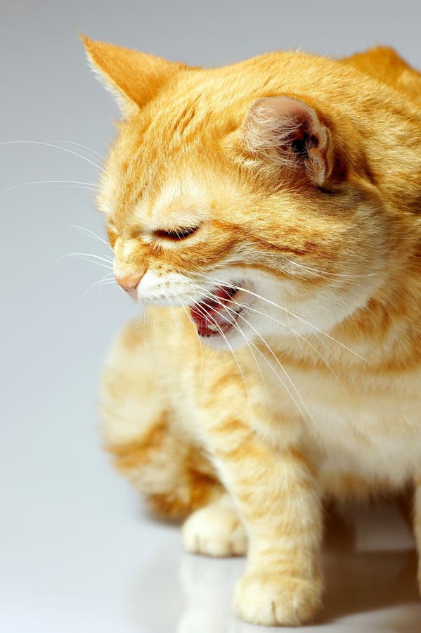 Angry cat. stock image. Image of animal, kittenish, catkin - 28626915
