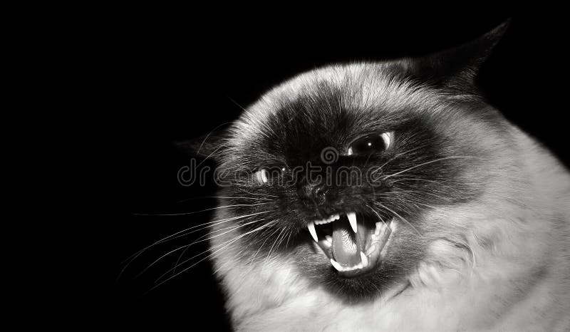Snarling Cat stock image. Image of hiss, anger, cattitude - 187567