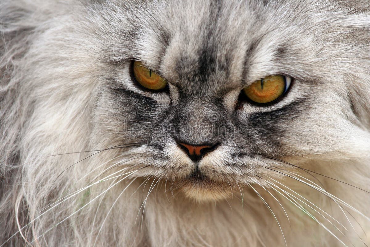 6,815 Angry Nose Stock Photos - Free & Royalty-Free Stock Photos from ...