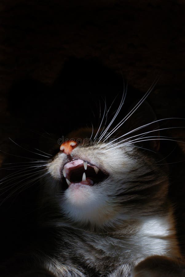 Sleepy cat stock photo. Image of sleepy, relaxing, light - 100364620