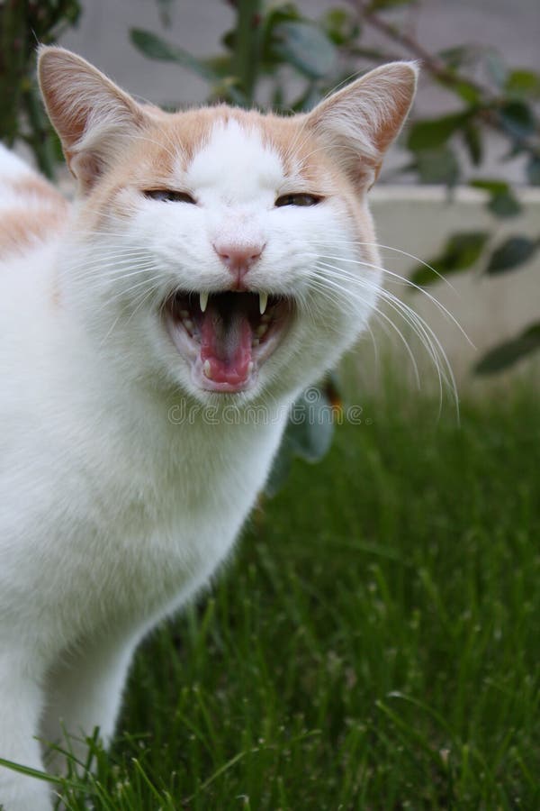 Angry cat stock image. Image of aggressiveness, animals - 6834417