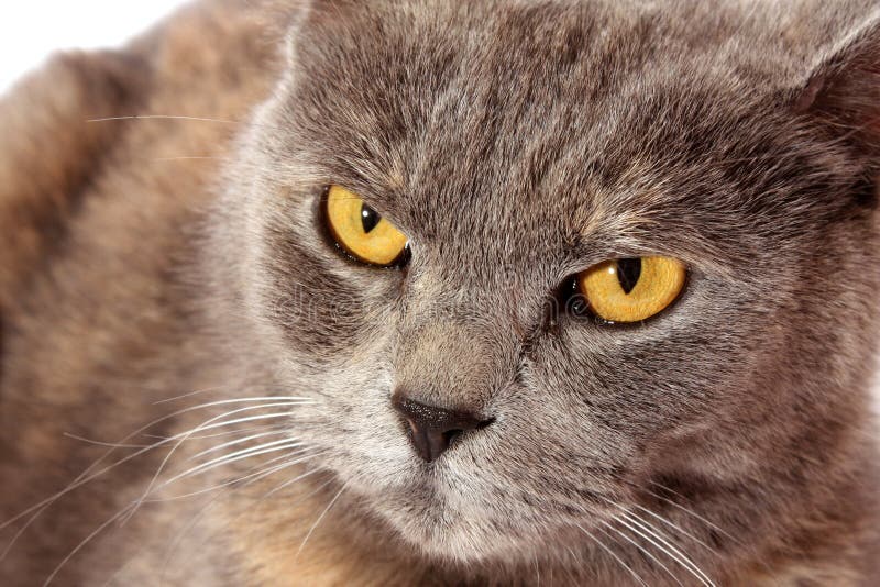Angry Cat Royalty Free Stock Images - Image: 9095179