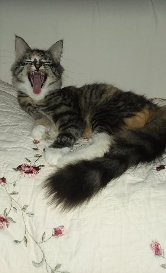 Angry Cat stock photo. Image of angry, accually, sleepy - 138438564